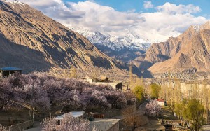 hunza-cherry-bloss - Pakistan Tours Guide