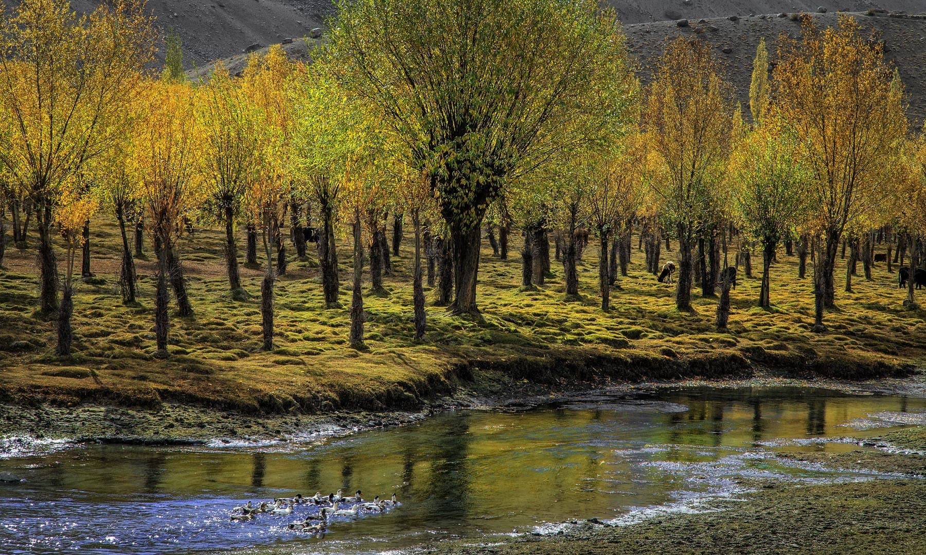 The music of Ghizer's flowing River - Pakistan Tours Guide
