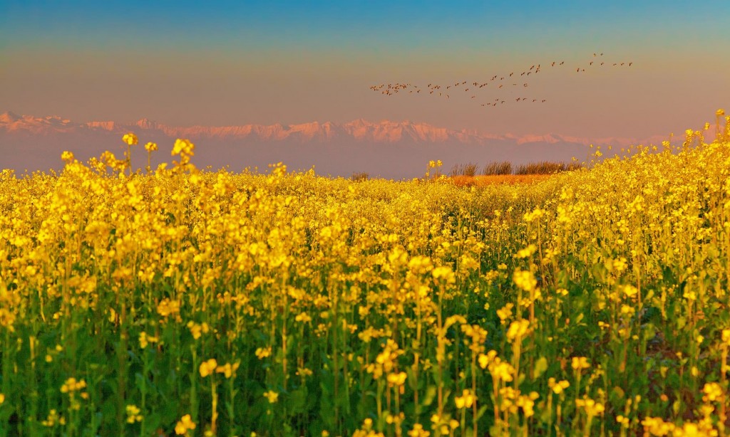 Field near Head Marala Sialkot - Pakistan Tours Guide