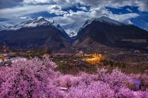 Cherry Blossom Hunza Package - Pakistan Tours Guide